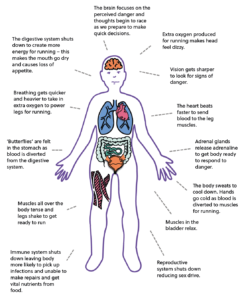 The Flight or fight response - MindWell